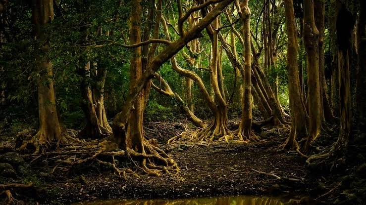 Barna Parv: Champaran’s 3-day environment protection festival - Goa ...